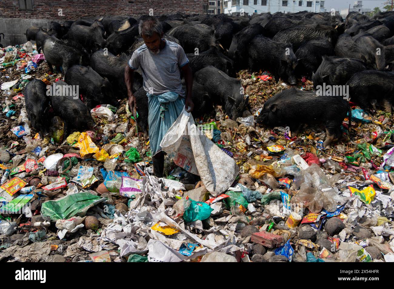 May 7, 2024, Narayanganj, Dhaka, Bangladesh: The practice of rearing ...