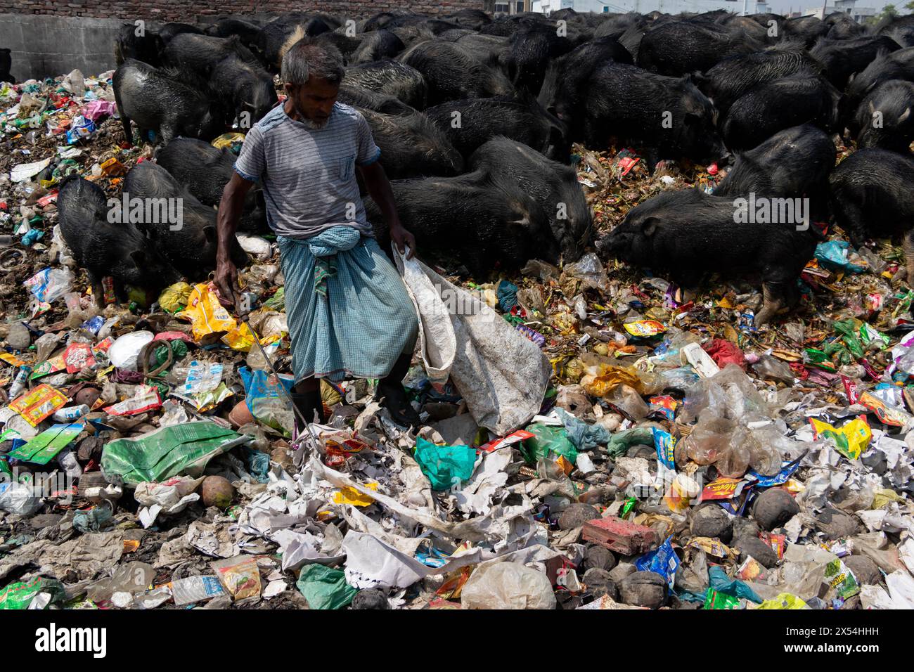Narayanganj, Dhaka, Bangladesh. 07th May, 2024. The practice of rearing ...