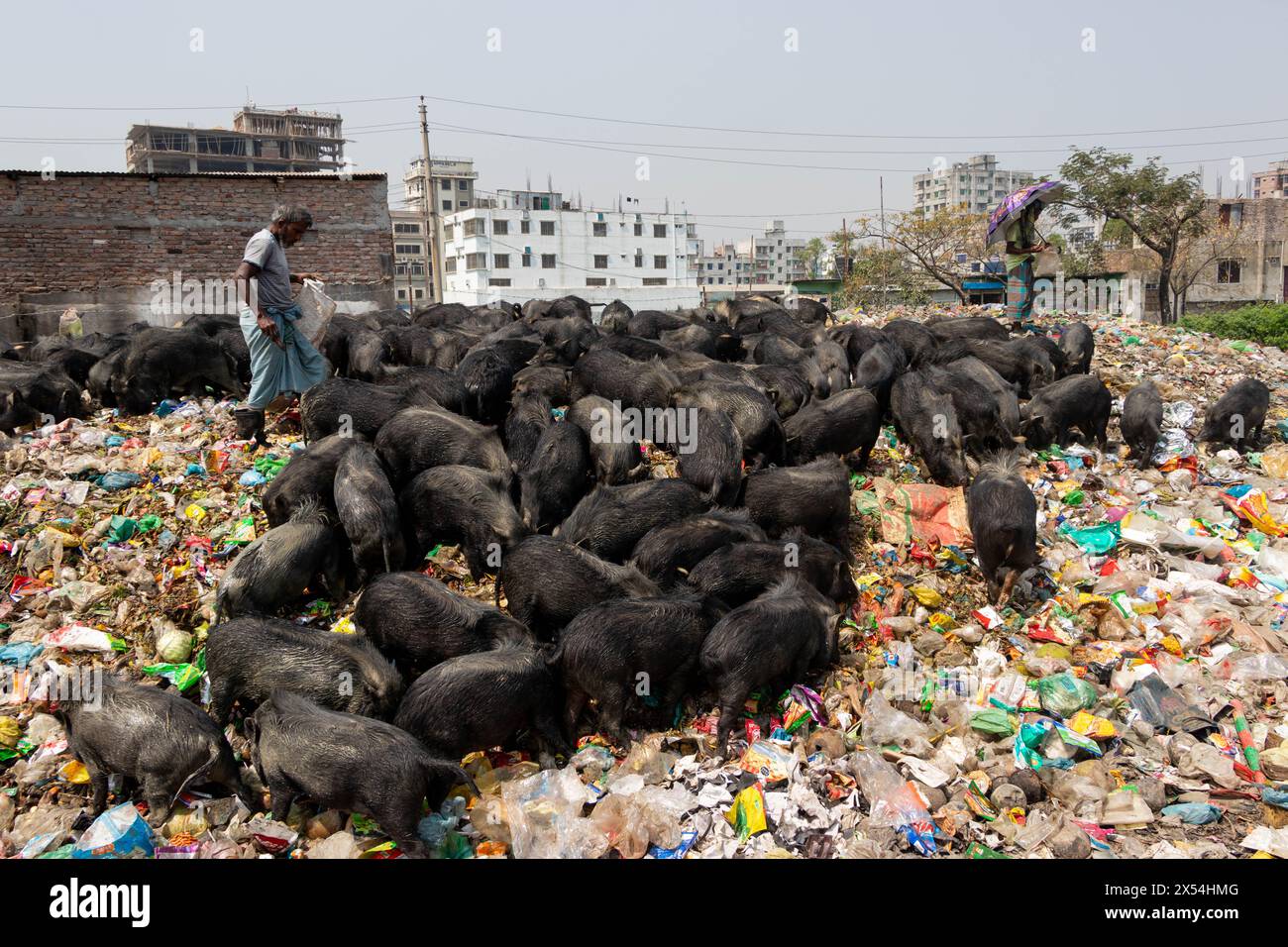 Narayanganj, Dhaka, Bangladesh. 07th May, 2024. The practice of rearing ...