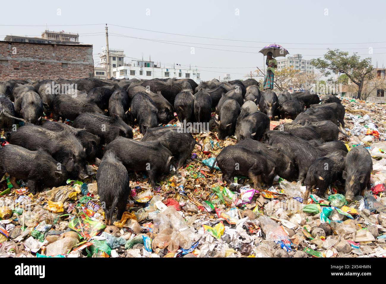 Narayanganj, Dhaka, Bangladesh. 07th May, 2024. The practice of rearing ...