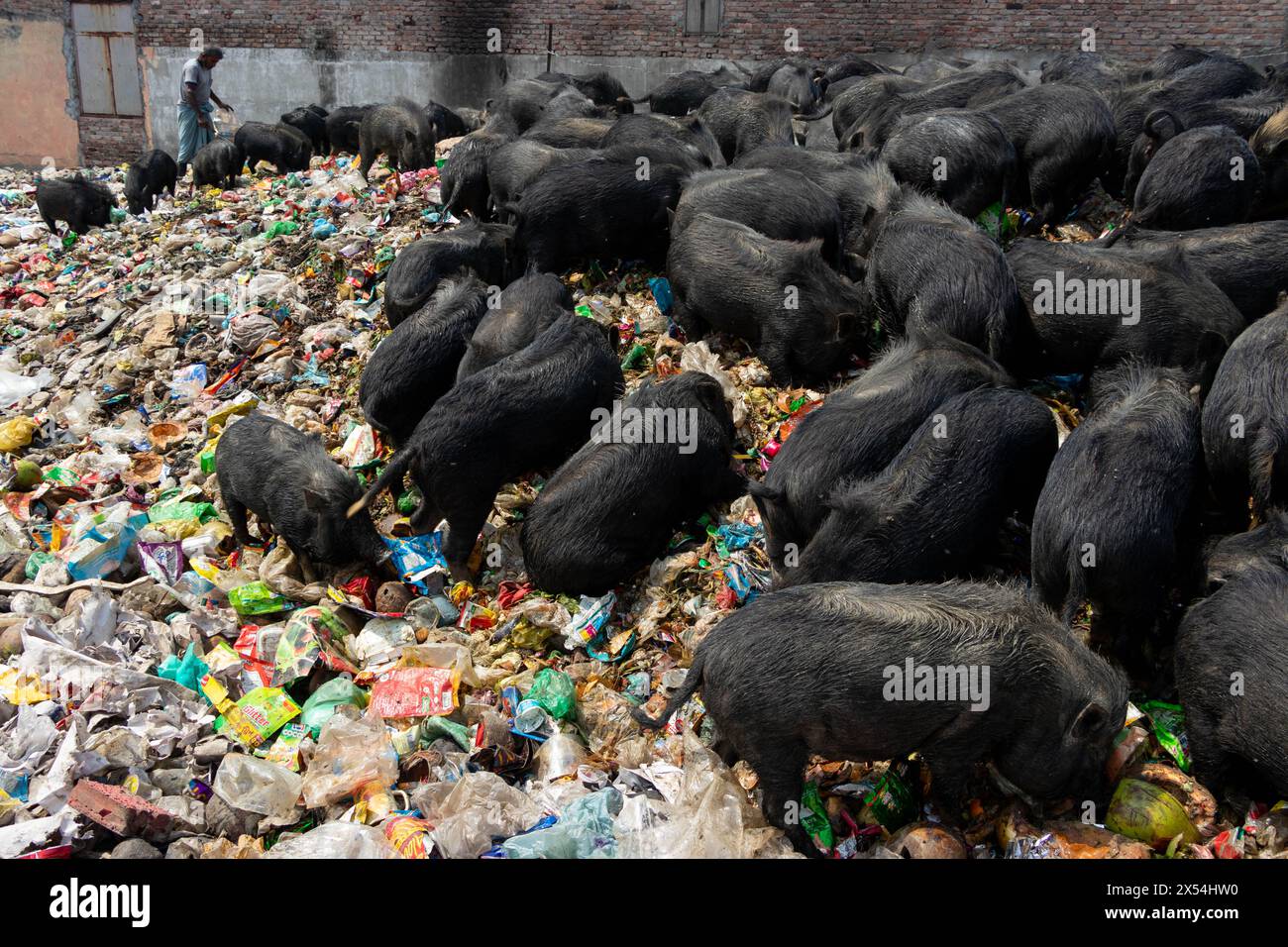 Narayanganj, Dhaka, Bangladesh. 07th May, 2024. The practice of rearing ...