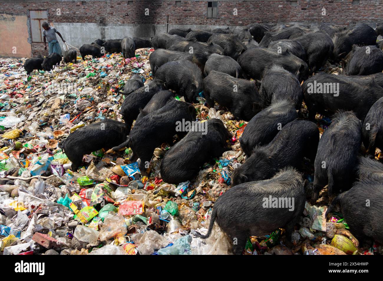 Narayanganj, Dhaka, Bangladesh. 07th May, 2024. The practice of rearing ...