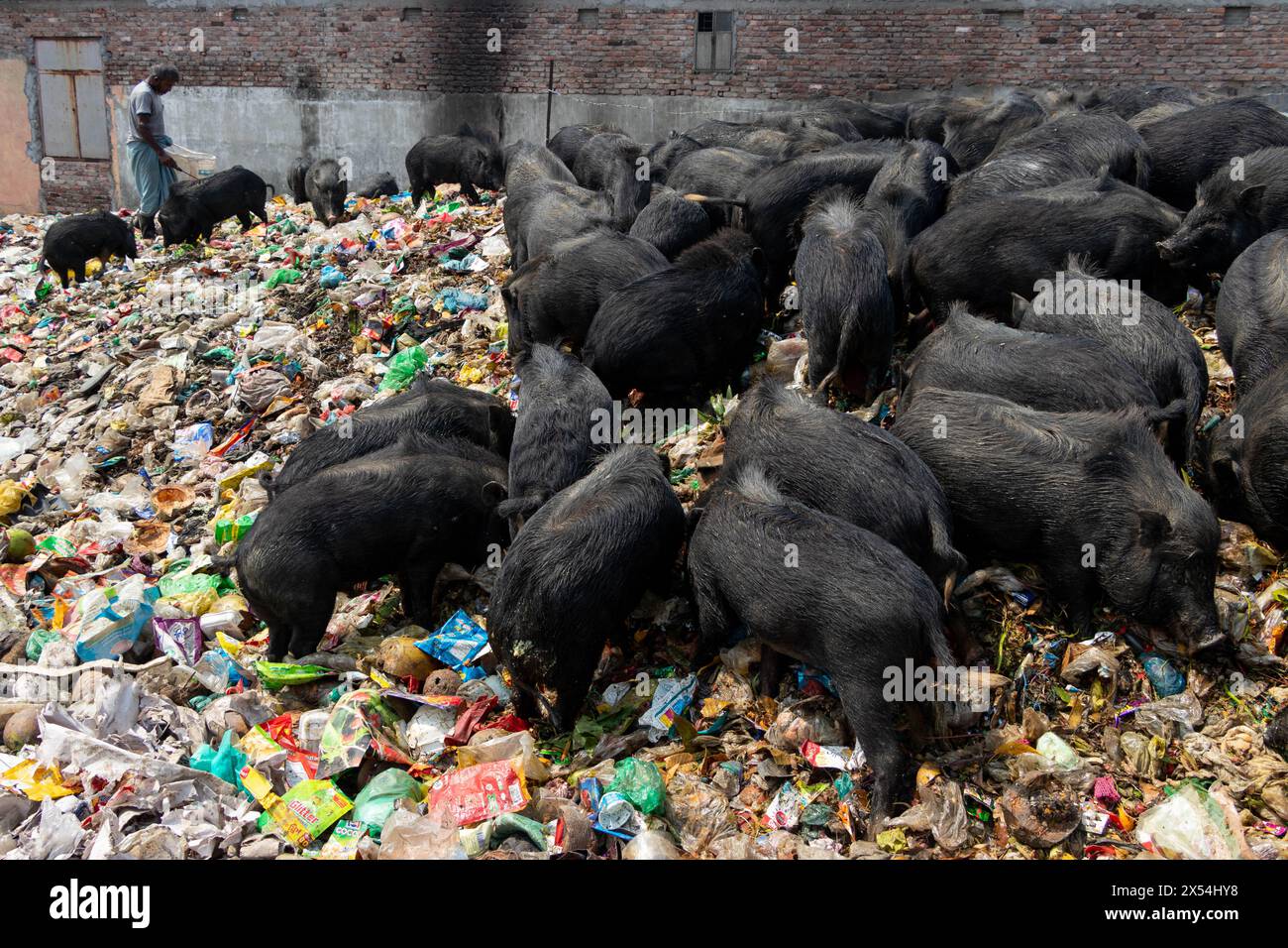 Narayanganj, Dhaka, Bangladesh. 07th May, 2024. The practice of rearing ...