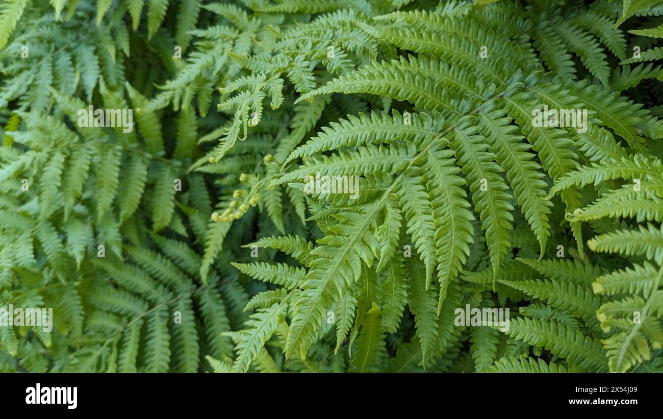 natural green fern wallpaper background texture Stock Photo - Alamy