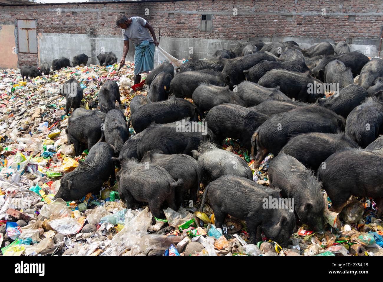 May 7, 2024, Narayanganj, Dhaka, Bangladesh: The practice of rearing ...