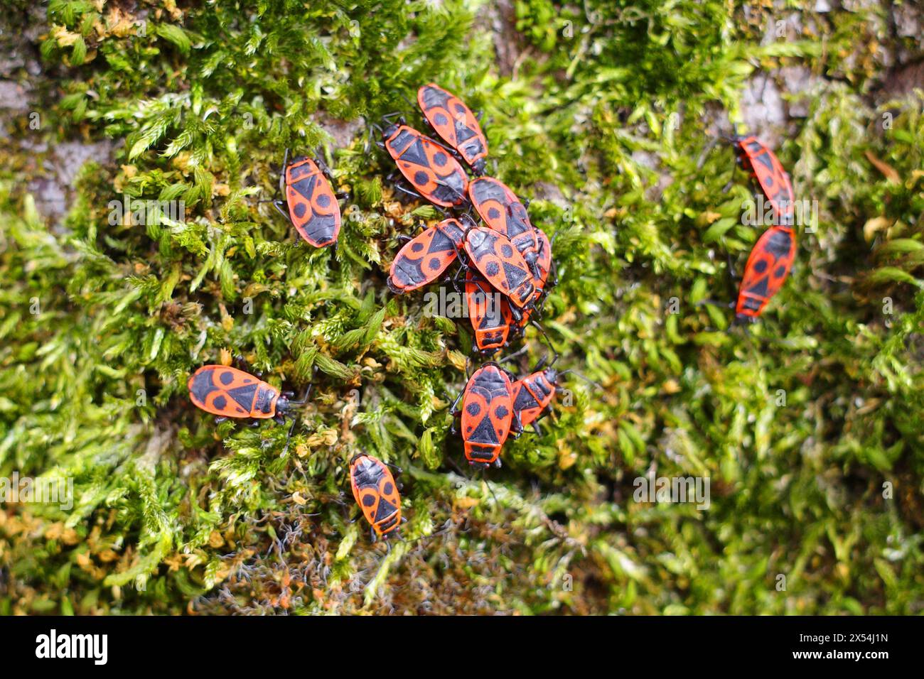 Clustering bugs hi-res stock photography and images - Alamy