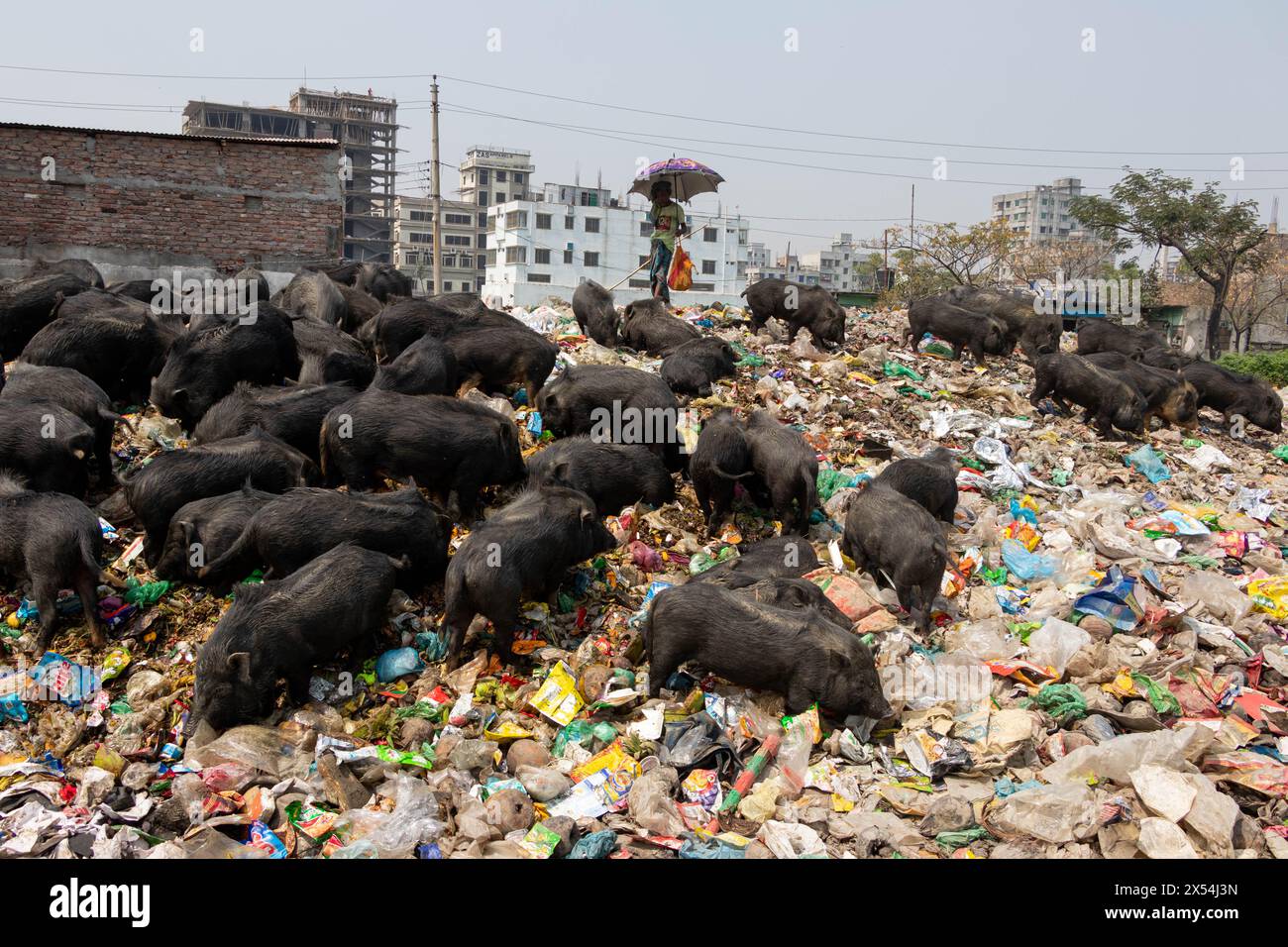 Narayanganj, Dhaka, Bangladesh. 07th May, 2024. The practice of rearing ...