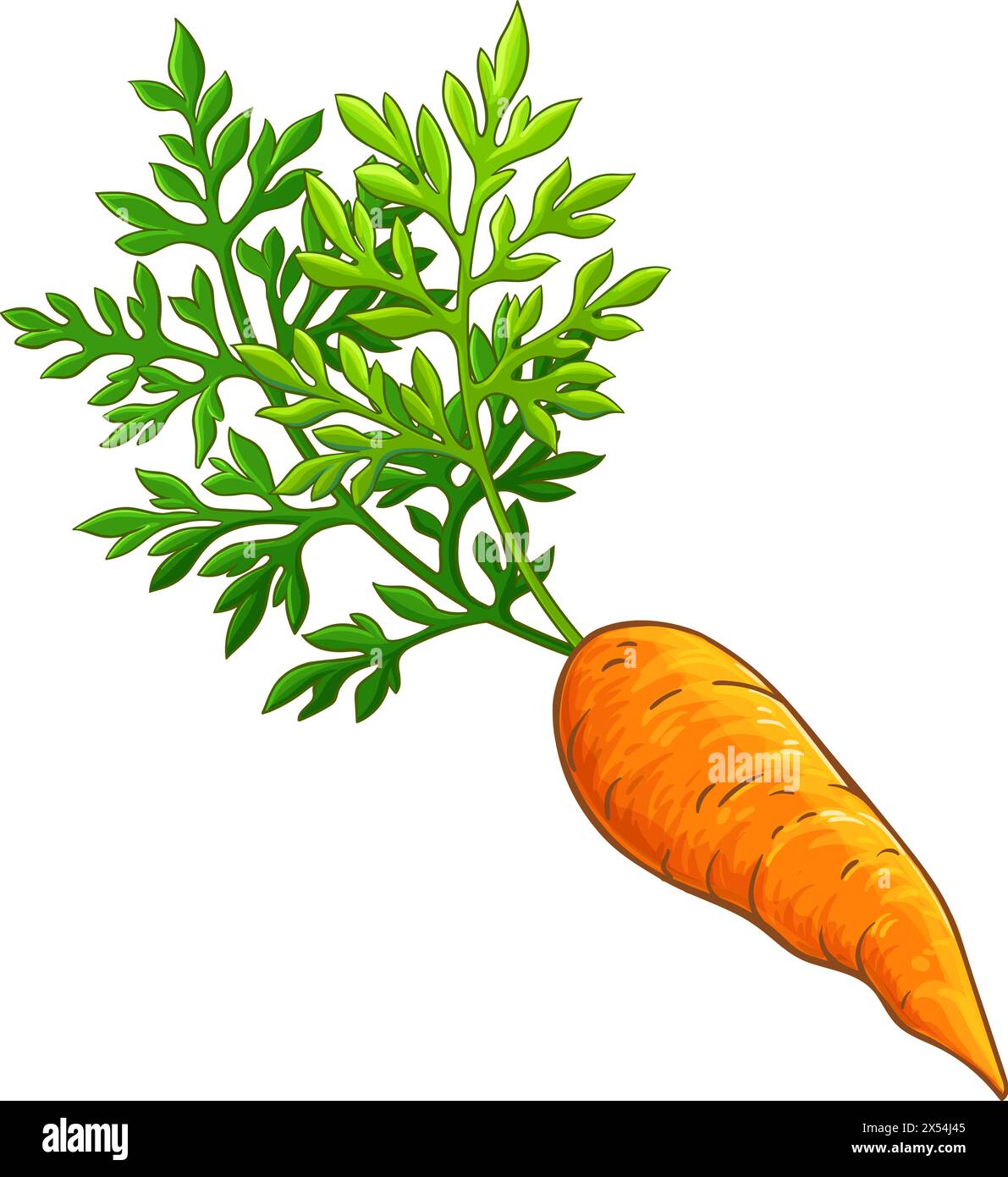 Carrot Root Colored Detailed Illustration Stock Vector Image & Art - Alamy