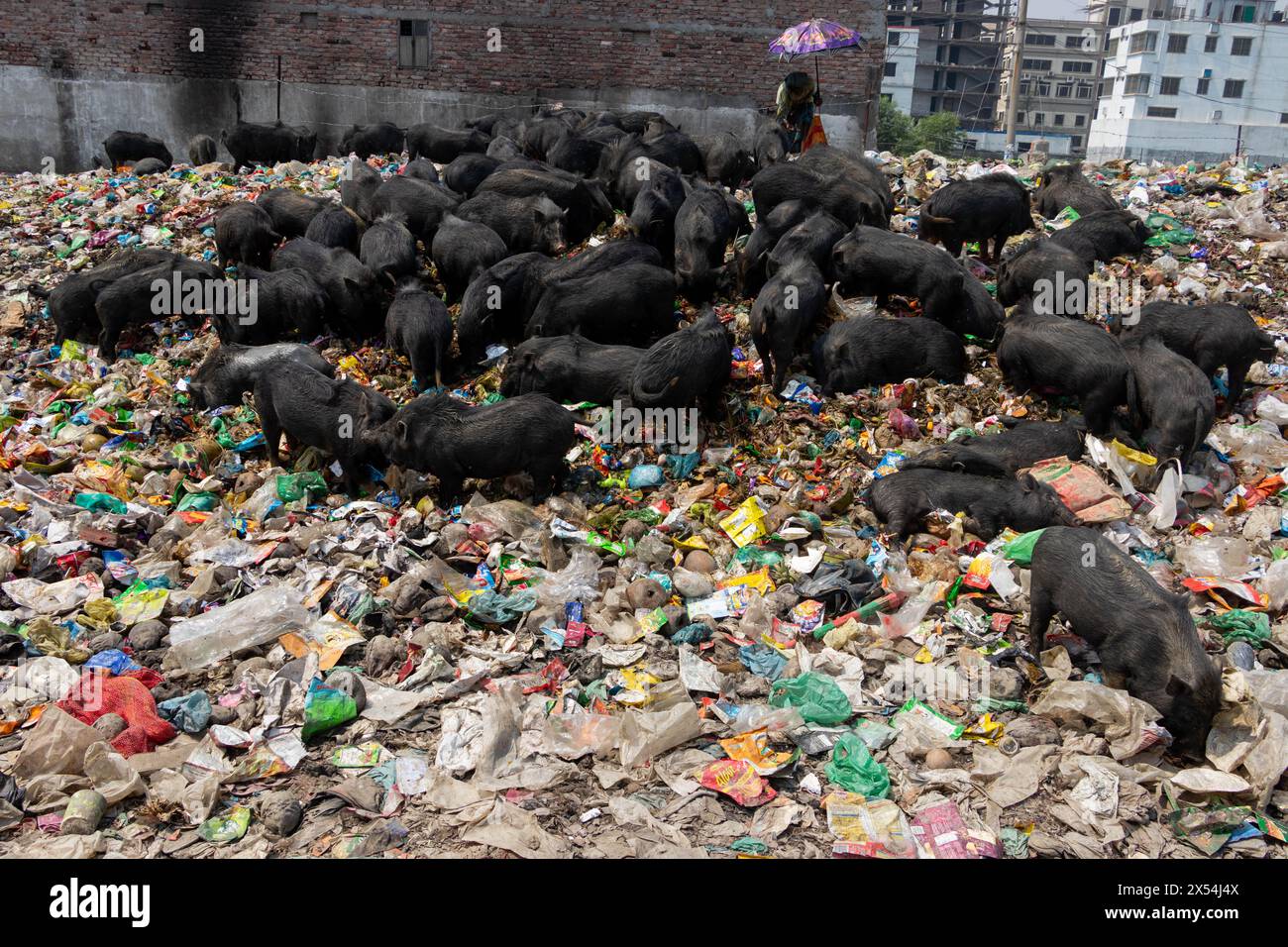 Narayanganj, Dhaka, Bangladesh. 07th May, 2024. The practice of rearing ...