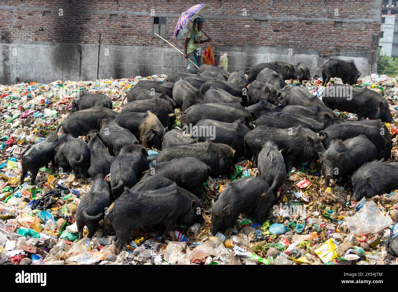 Narayanganj, Dhaka, Bangladesh. 07th May, 2024. The practice of rearing ...