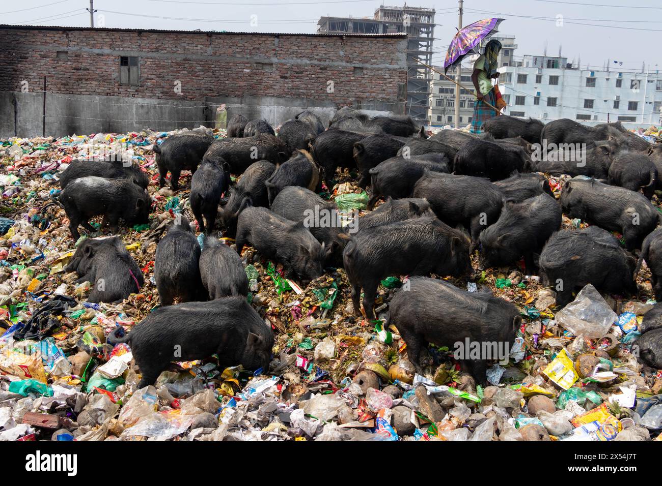 Narayanganj, Dhaka, Bangladesh. 07th May, 2024. The practice of rearing ...