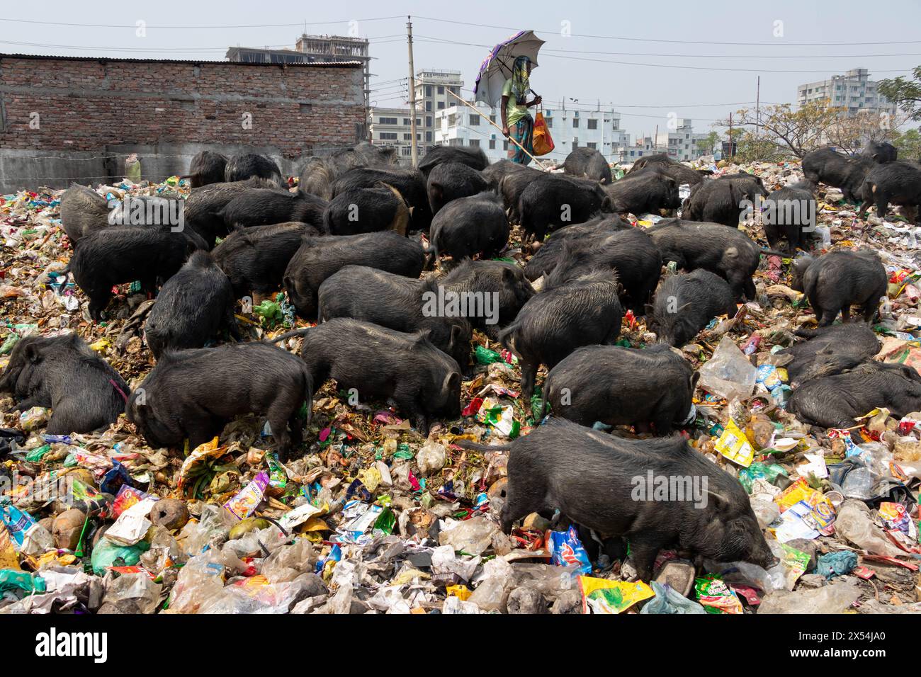 Narayanganj, Dhaka, Bangladesh. 07th May, 2024. The practice of rearing ...
