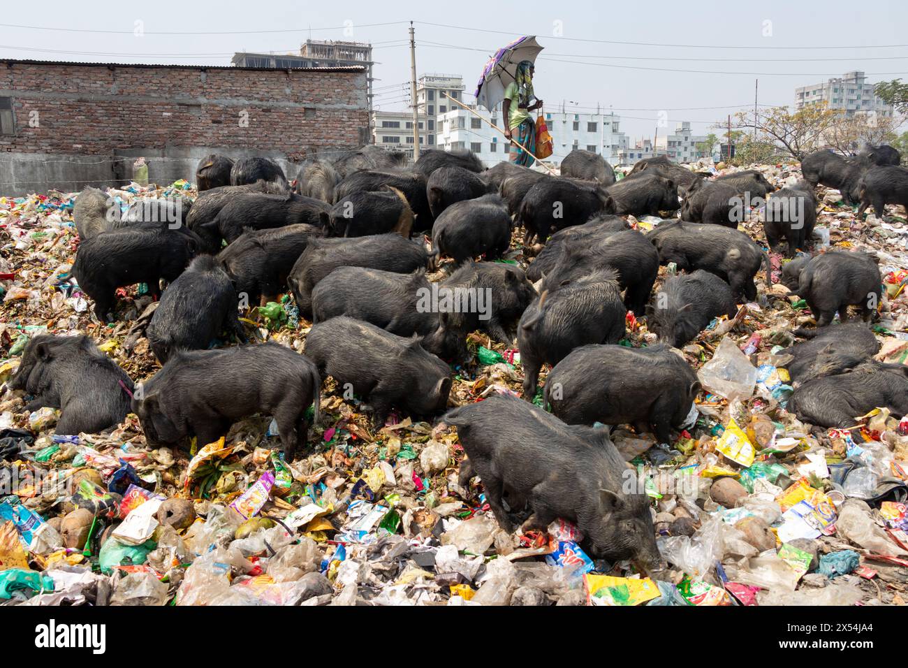 Narayanganj, Dhaka, Bangladesh. 07th May, 2024. The practice of rearing ...