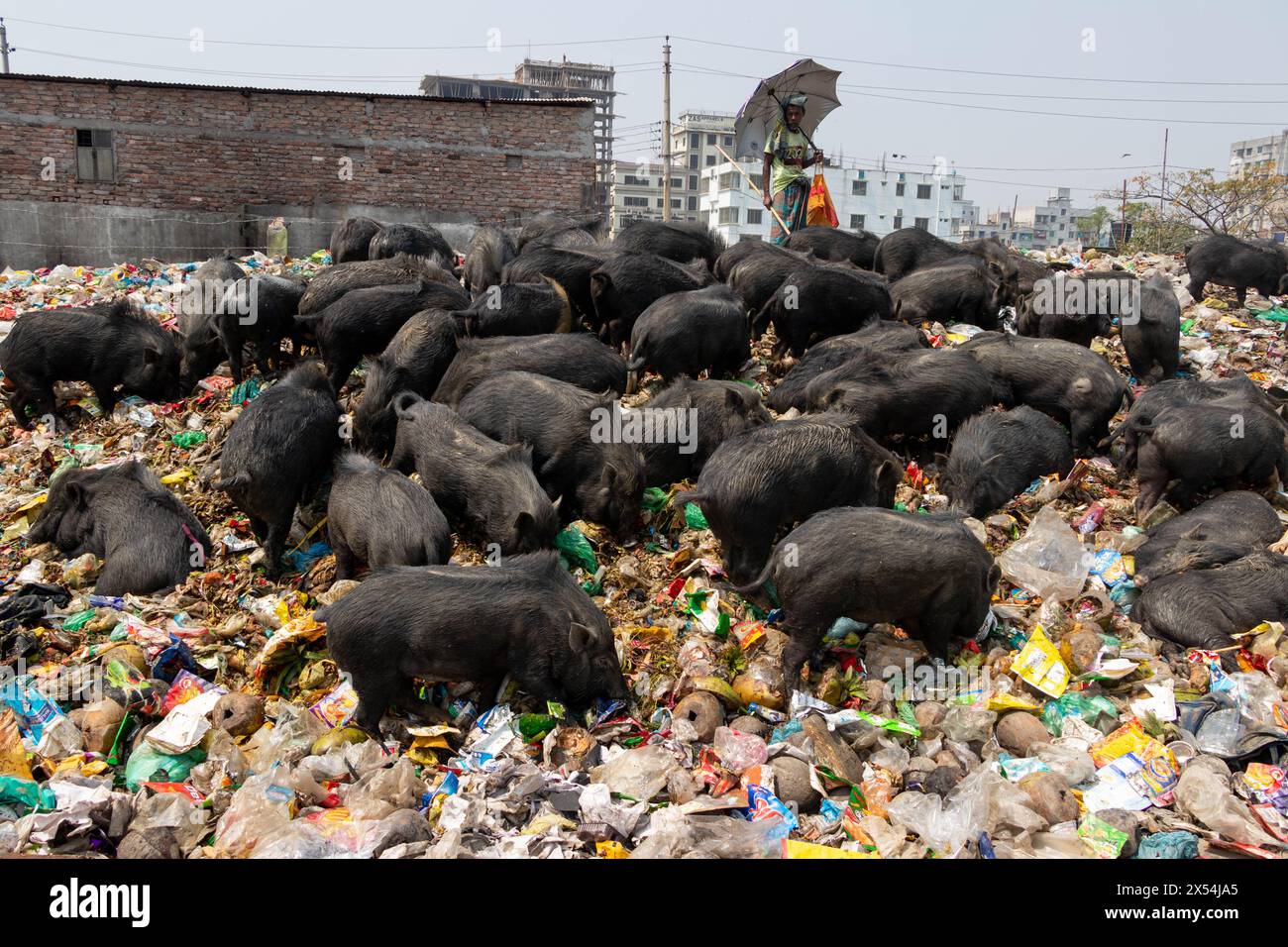 Narayanganj, Dhaka, Bangladesh. 07th May, 2024. The practice of rearing ...