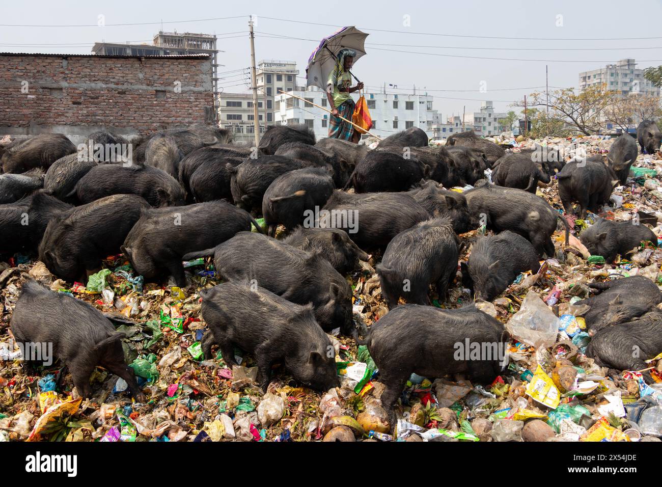 Narayanganj, Dhaka, Bangladesh. 07th May, 2024. The practice of rearing ...