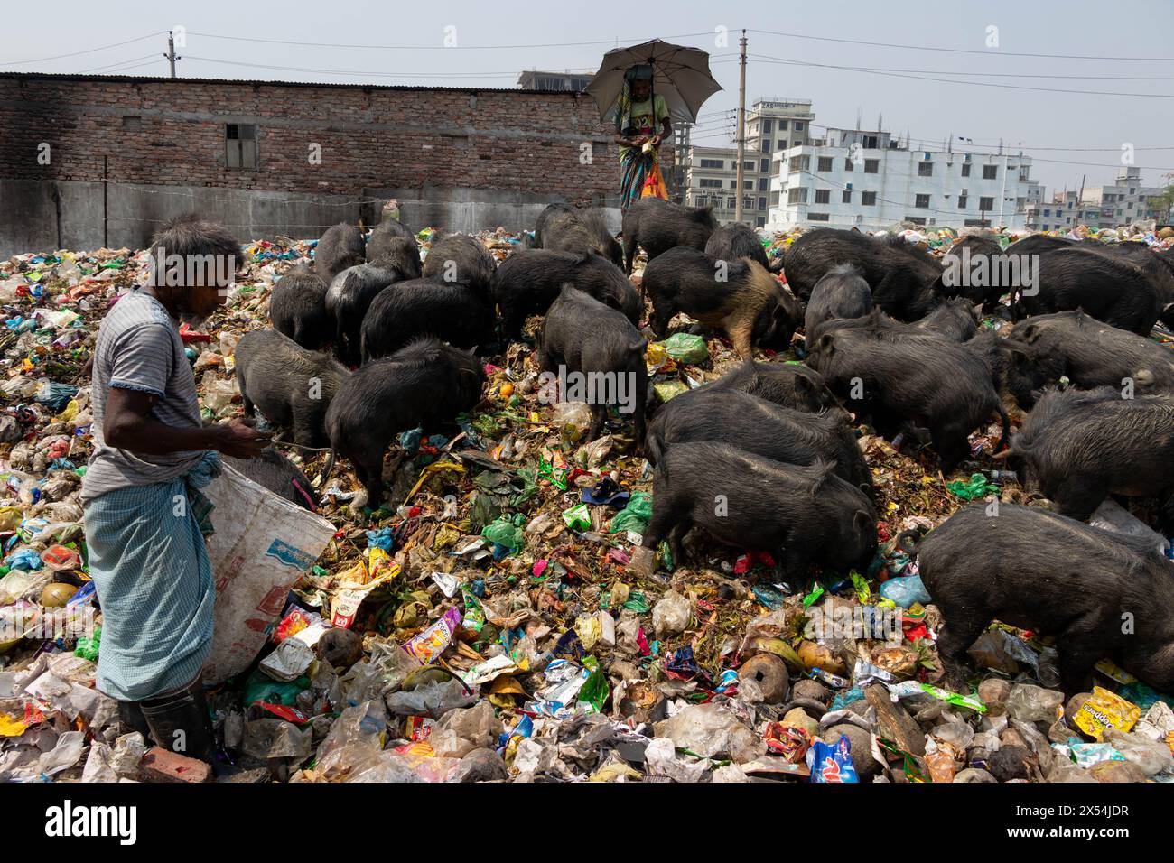 Narayanganj, Dhaka, Bangladesh. 07th May, 2024. The practice of rearing ...