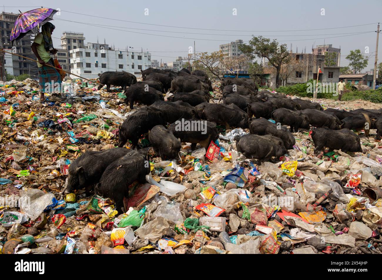 Narayanganj, Dhaka, Bangladesh. 07th May, 2024. The practice of rearing ...