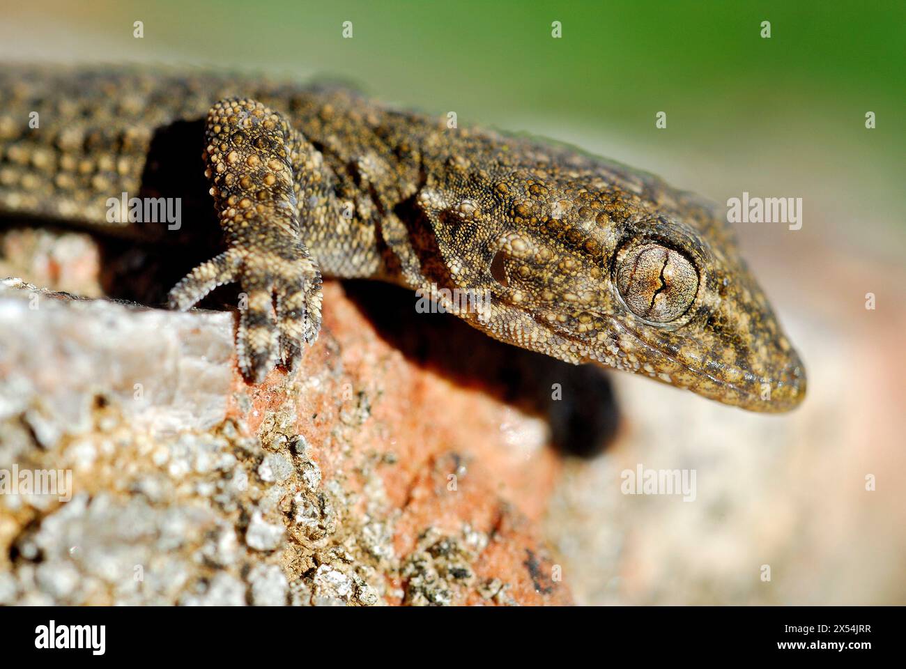 Common gecko (Tarentola mauritanica) close to El Vellon, Madrid, Spain ...