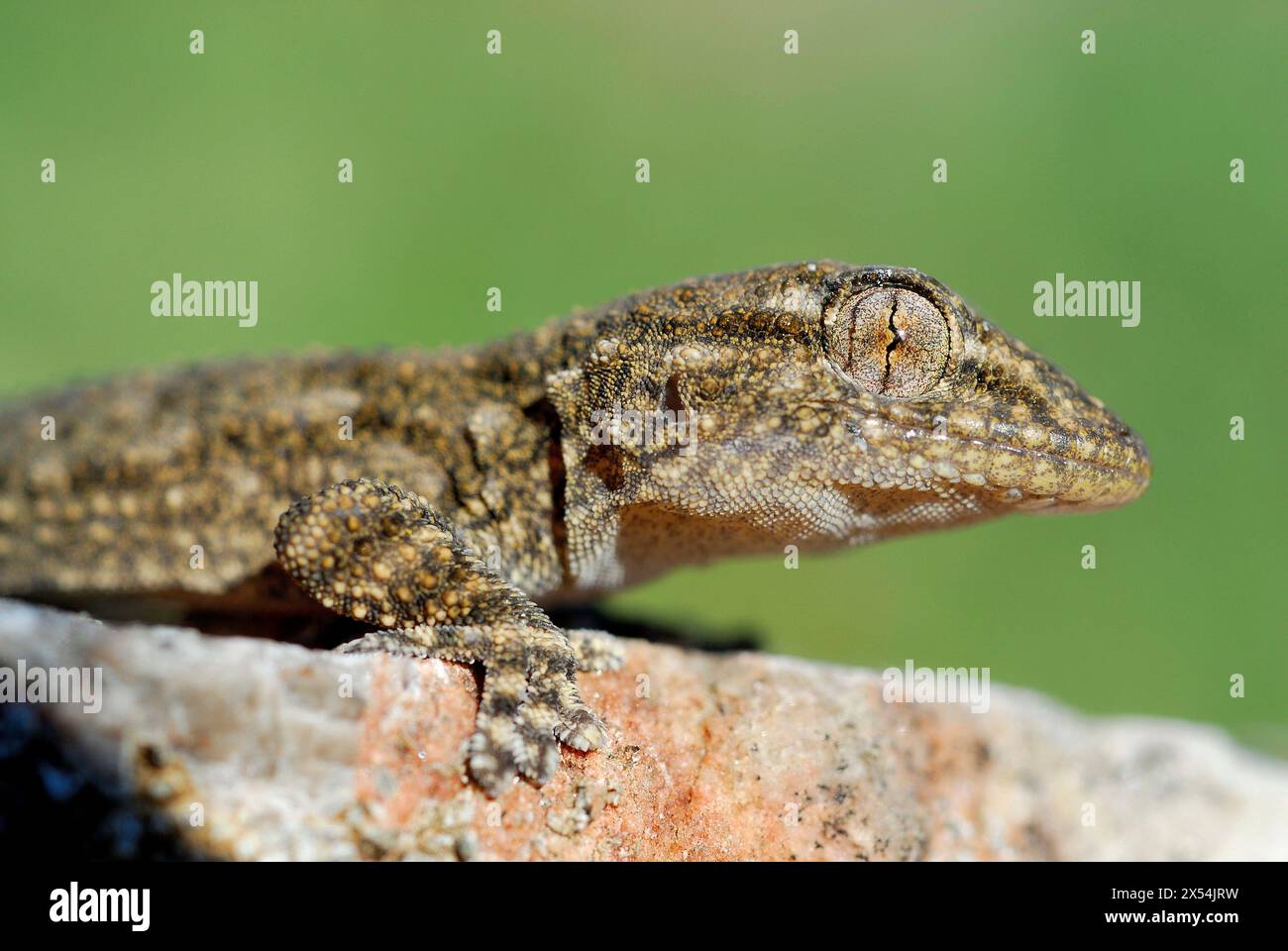 Common gecko (Tarentola mauritanica) close to El Vellon, Madrid, Spain ...