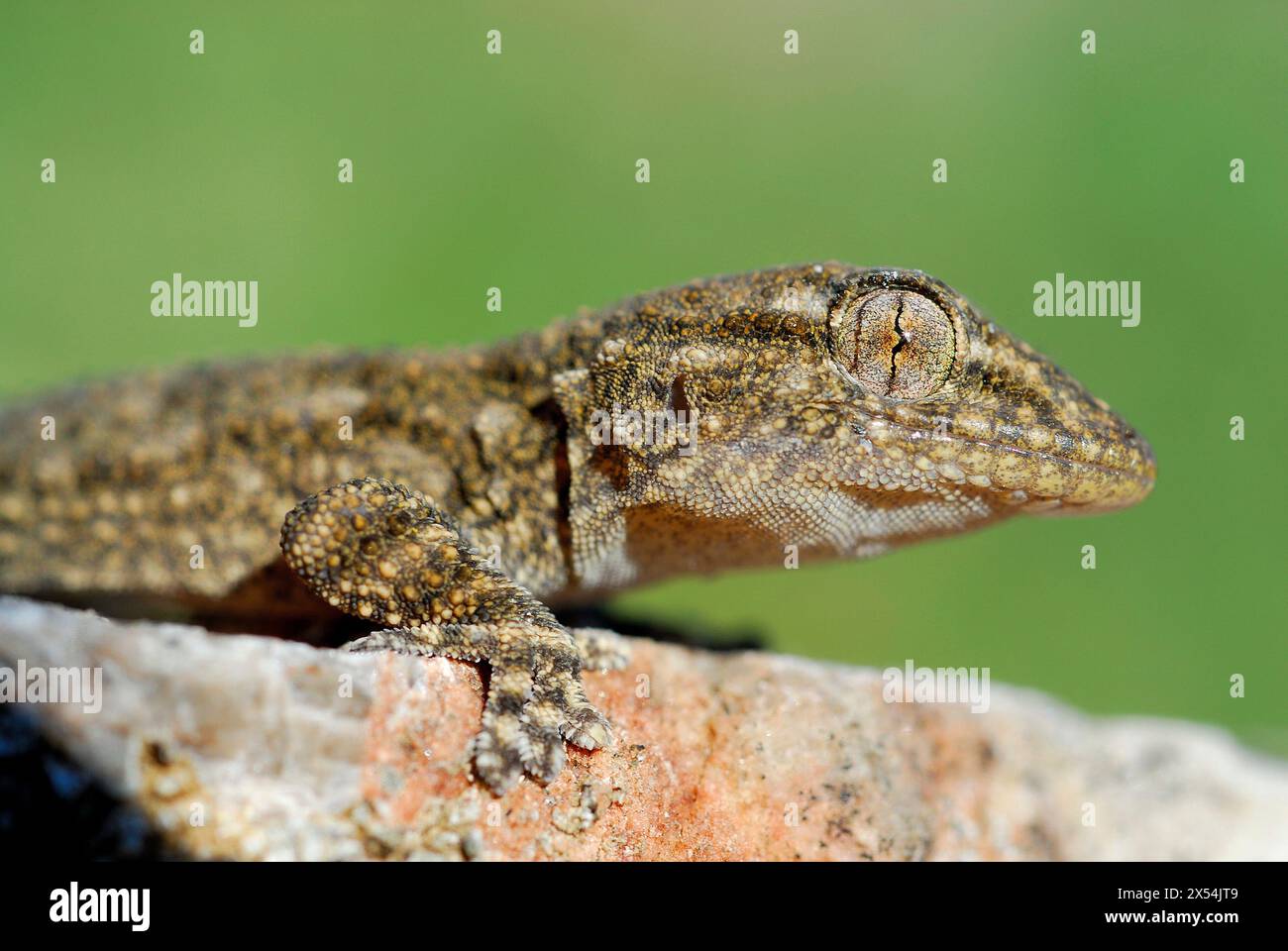 El gecko hi-res stock photography and images - Alamy