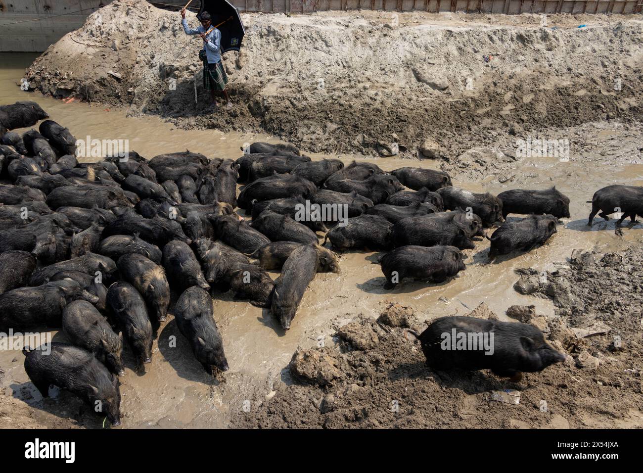 Narayanganj, Dhaka, Bangladesh. 07th May, 2024. The practice of rearing ...