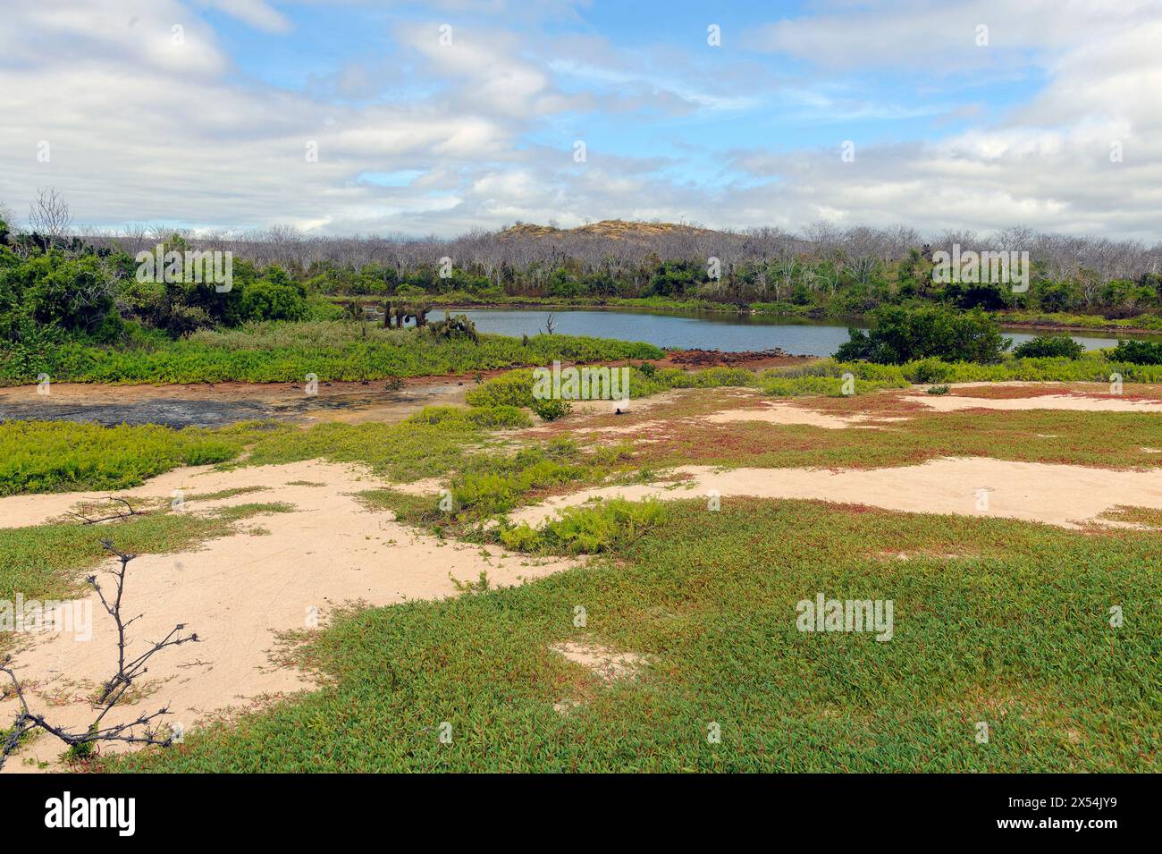 Brackish lakes and vegetation at Dragon Hill, Santa Cruz, Galapagos ...