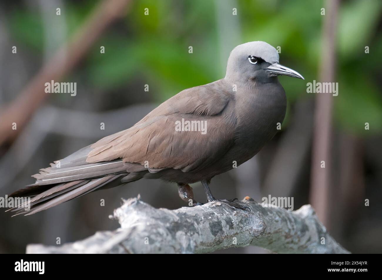 Brown noddy (Anous stolidus) from Black Turtle Cove, Santa Cruz ...