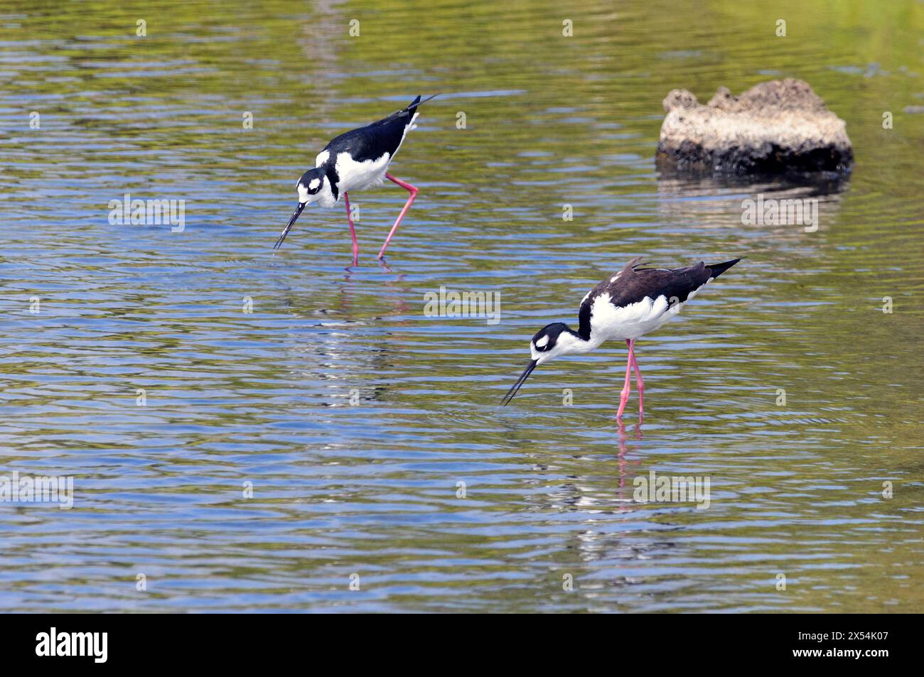 Pair of black-necked stilts (Himantopus mexicanus) from a brackis lake ...