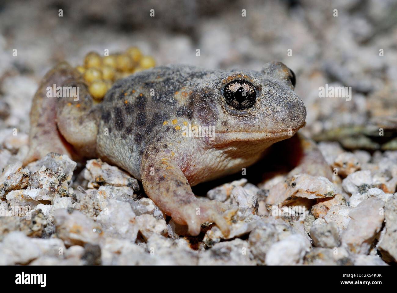 Iberian midwife toad (Alytes cisternasii) close to Valdemanco, Madrid ...