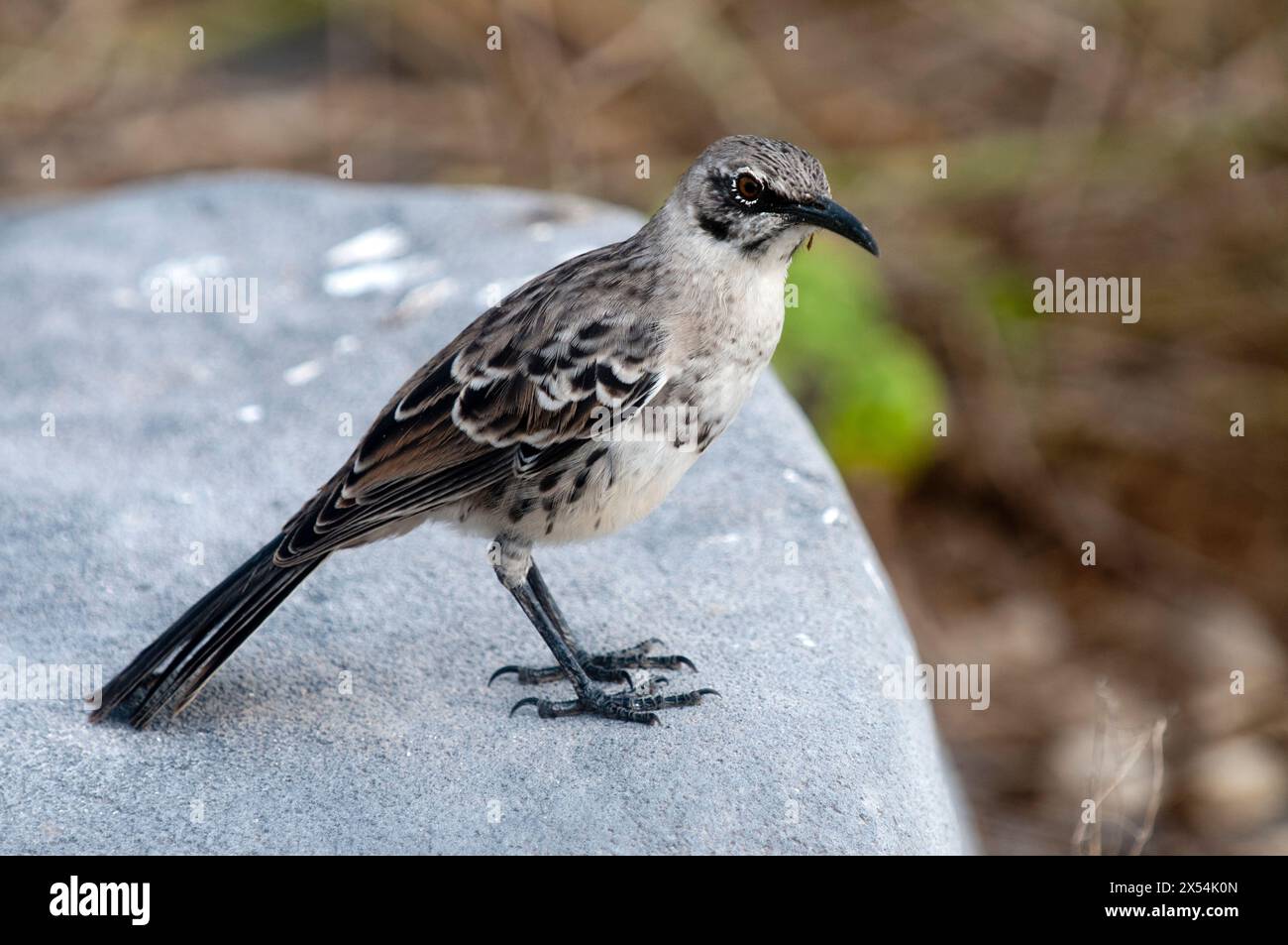 Hood mockingbird (Mimus macdonaldi) from Gardimner Bay, Española Island ...