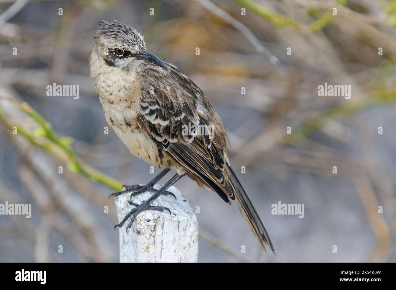 Hood mockingbird (Mimus macdonaldi) from Gardimner Bay, Española Island ...