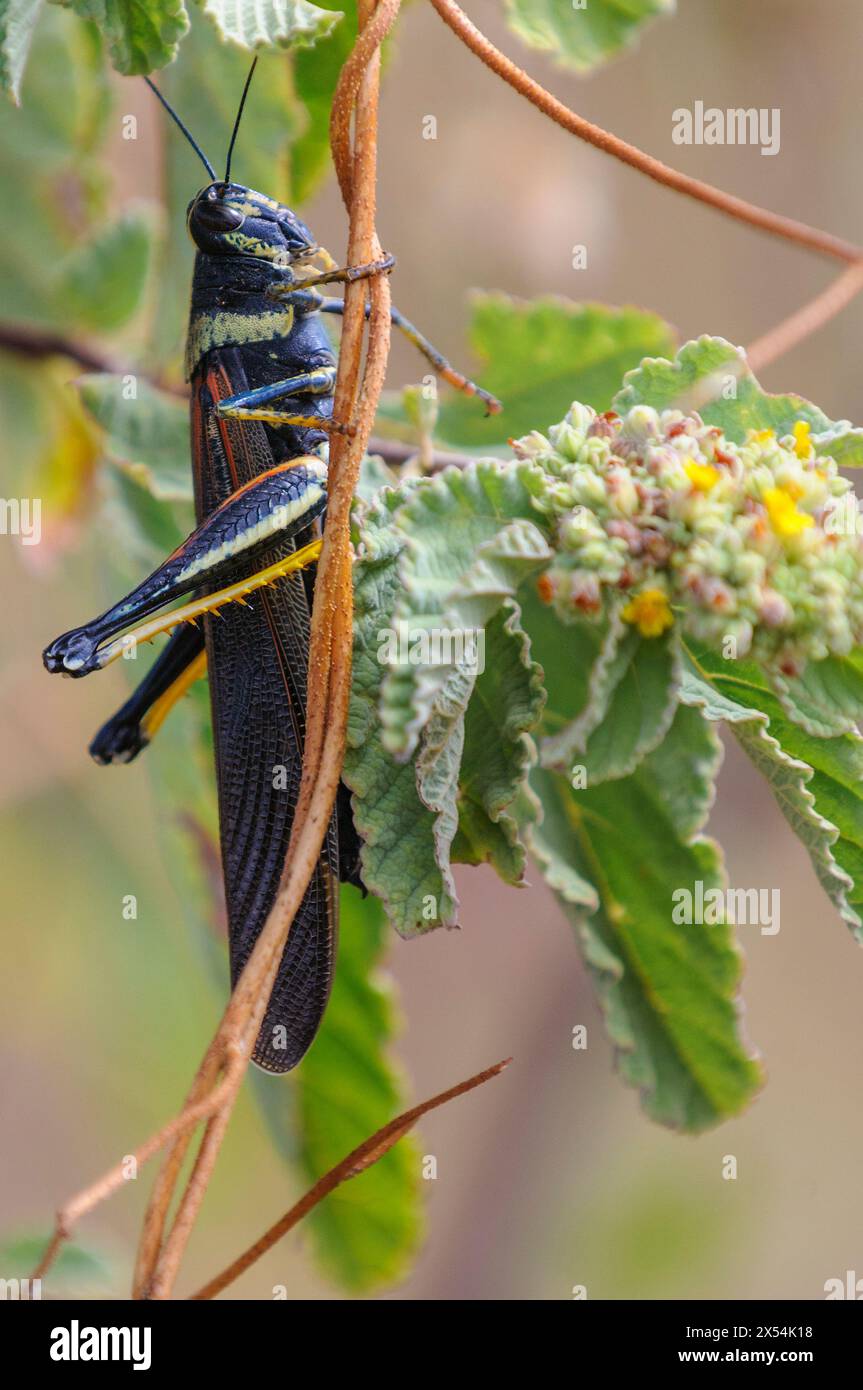 Common painted locust (Schistocerca melanocera) from Santa Cruz ...