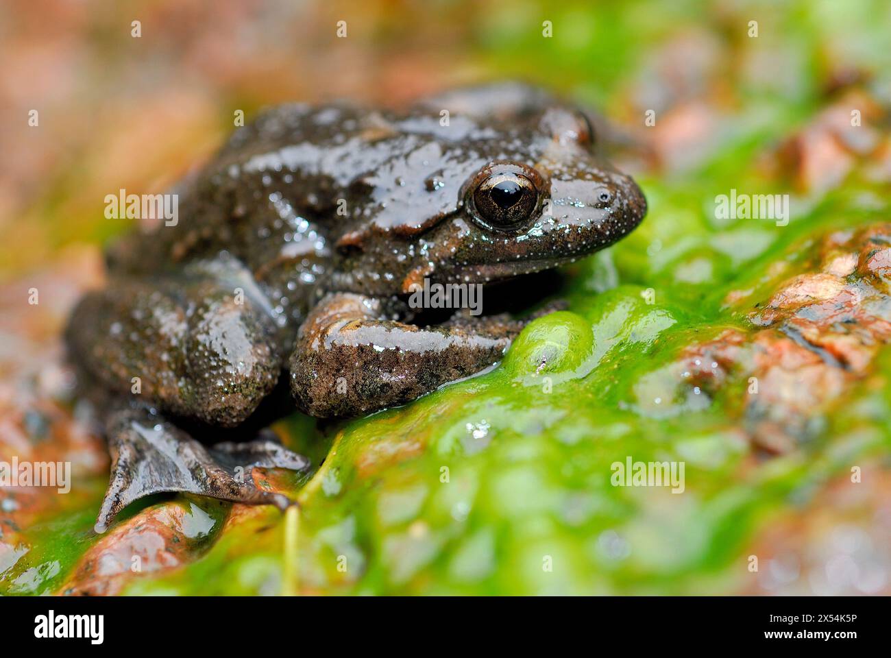 Tyrrhenian painted frog (Discoglossus sardus) in a brook of Sette ...