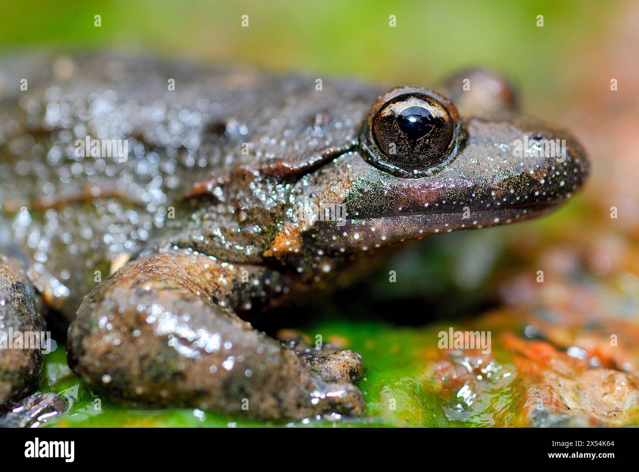 Tyrrhenian painted frog (Discoglossus sardus) in a brook of Sette ...