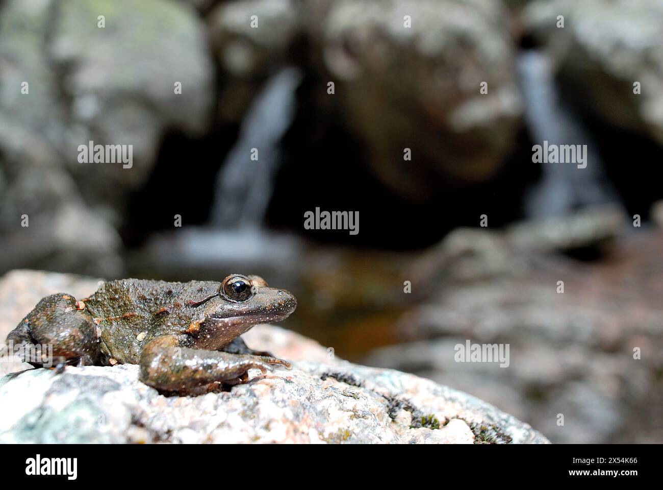 Tyrrhenian painted frog (Discoglossus sardus) in a brook of Sette ...