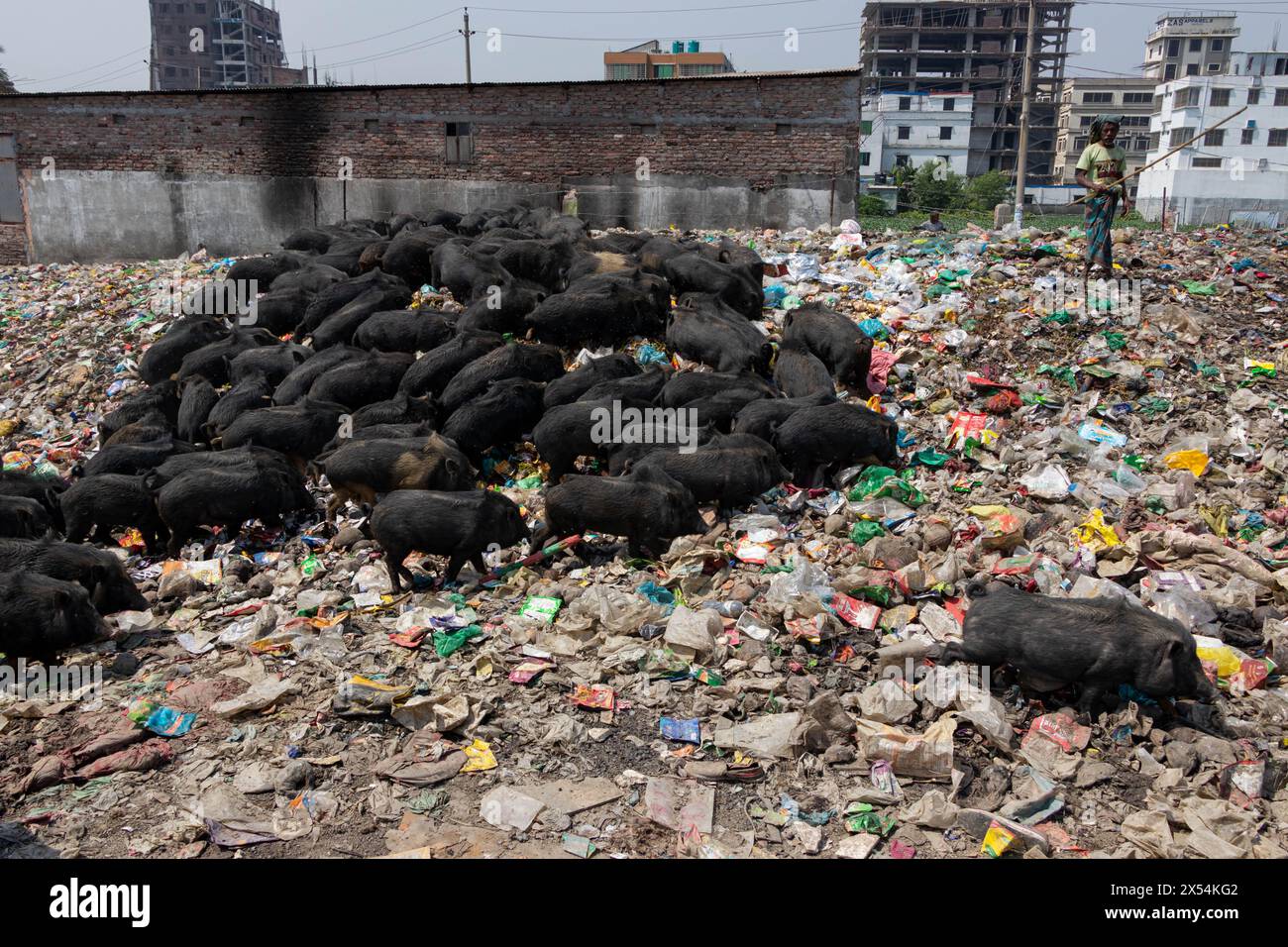 Narayanganj, Dhaka, Bangladesh. 07th May, 2024. The practice of rearing ...