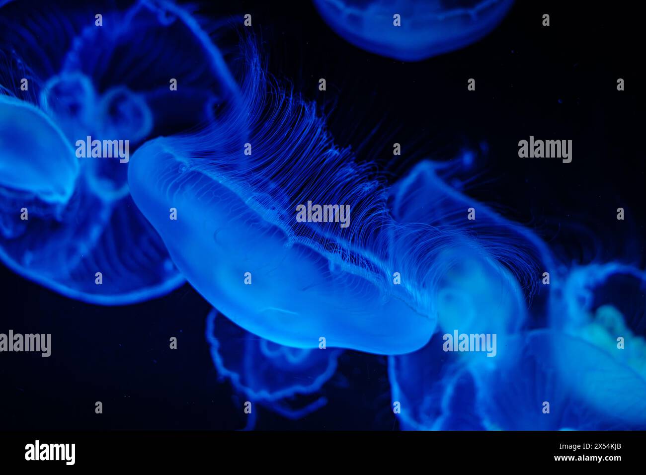 Multiple blue jellyfish swimming in aquarium at SeaLife London Stock ...