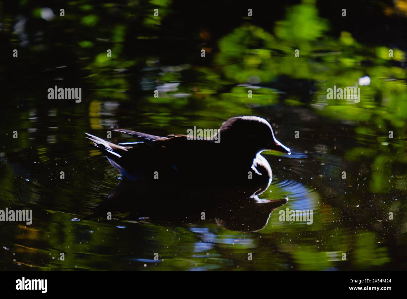 Ducks floating on water during golden hour in Kew Gardens, London Stock ...