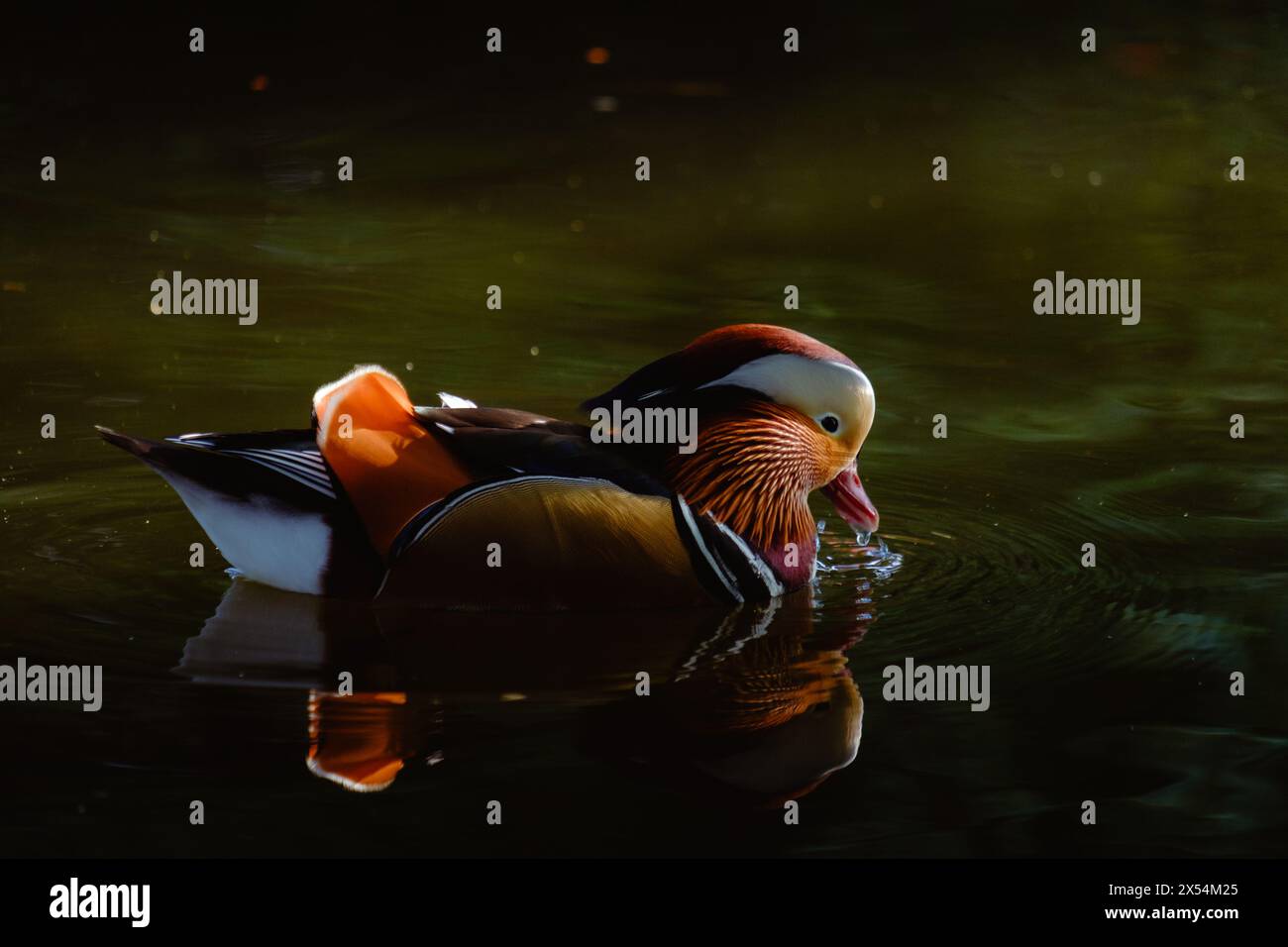 Ducks floating on water during golden hour in Kew Gardens, London Stock ...