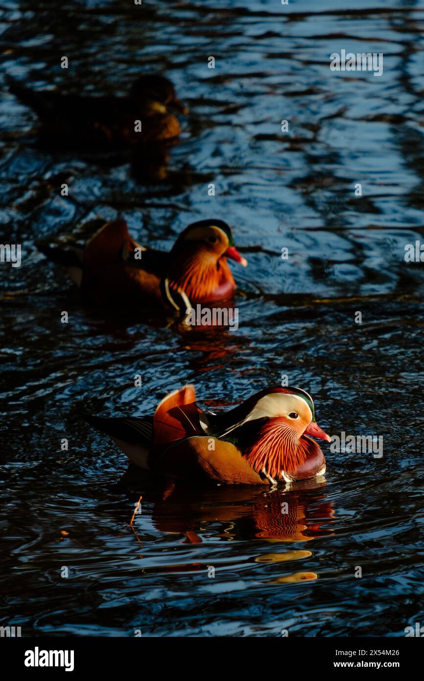 Ducks floating on water during golden hour in Kew Gardens, London Stock ...