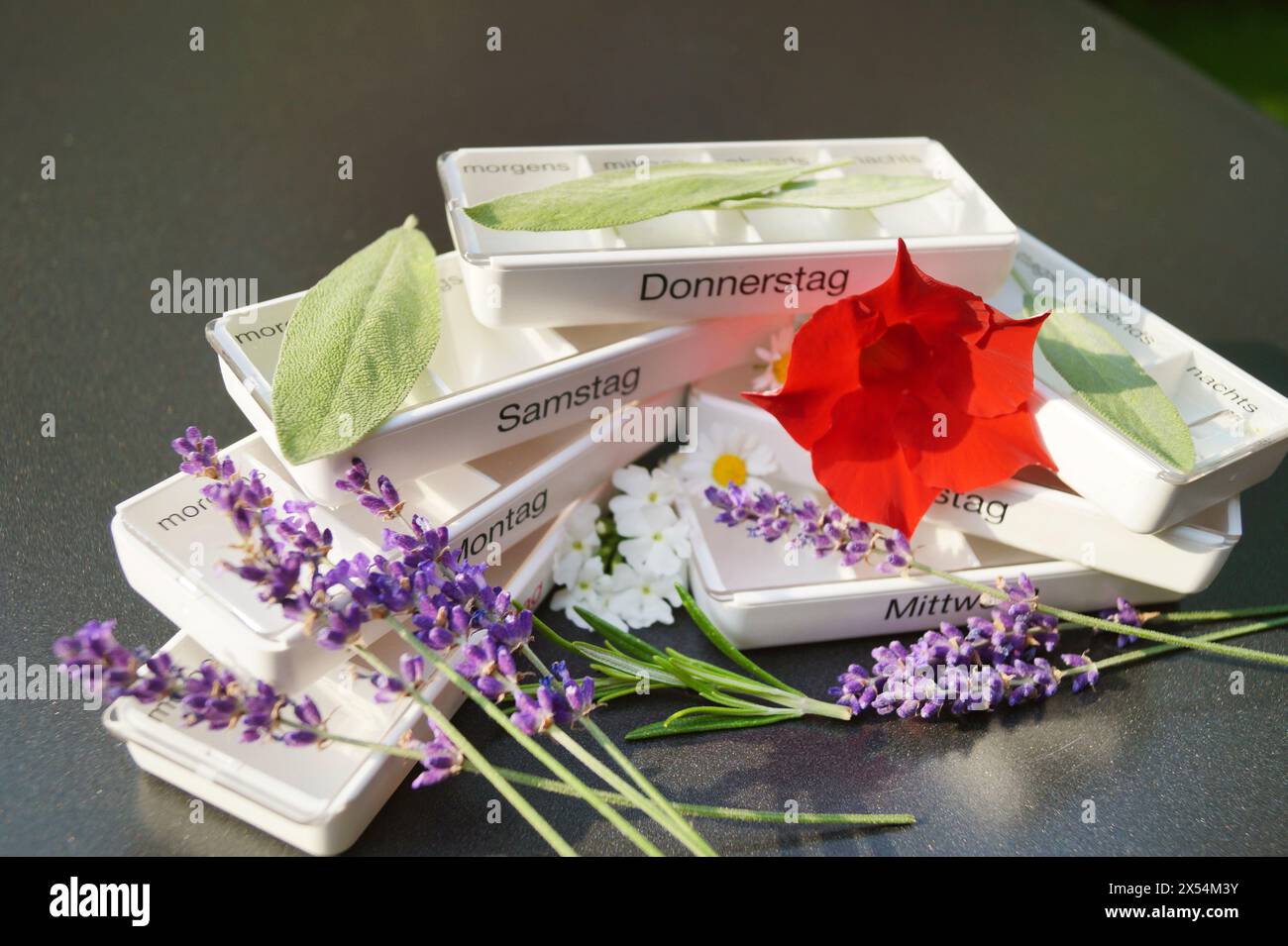 English lavender (Lavandula angustifolia, Lavandula officinalis ...