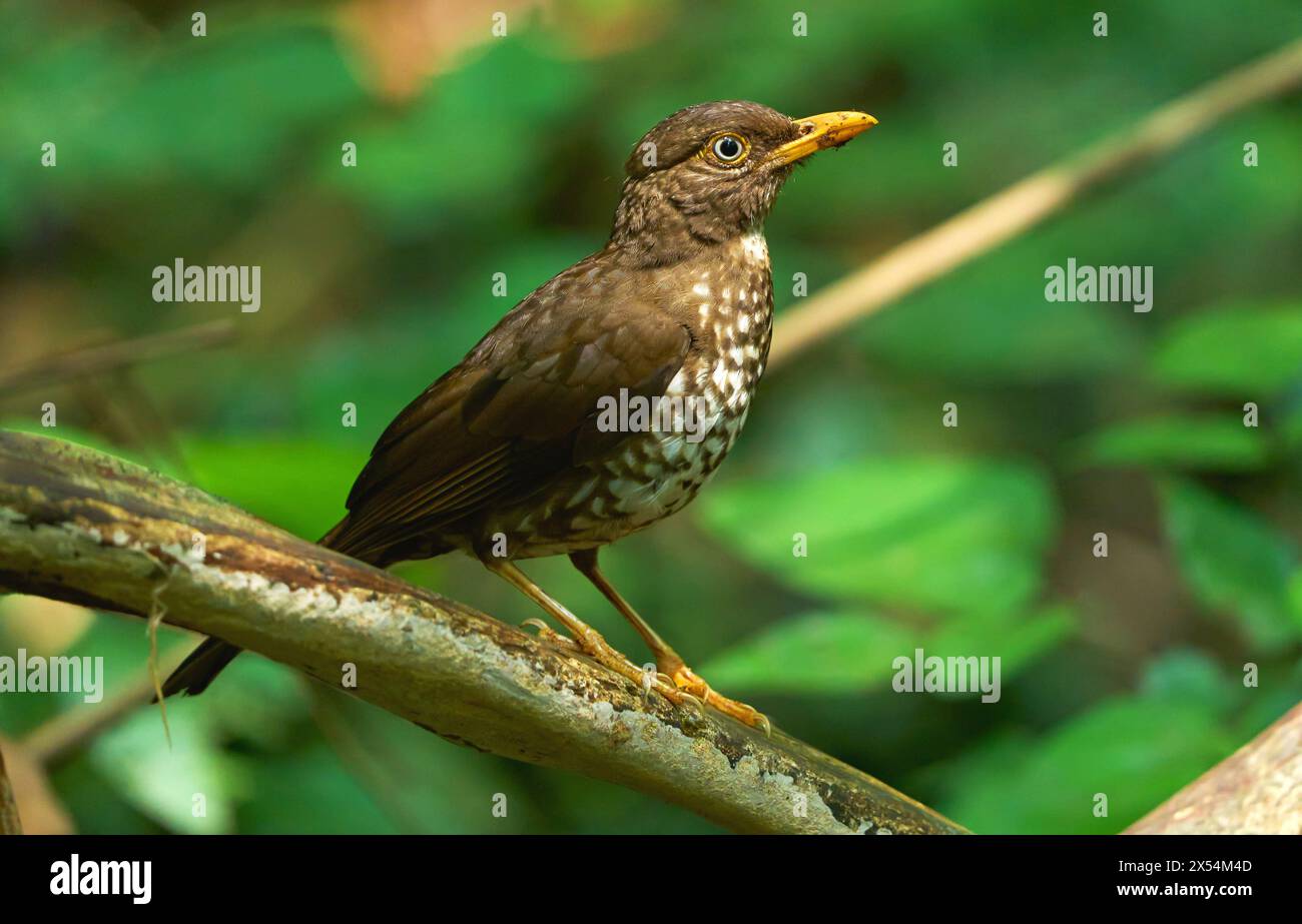 Principe thrush (Turdus xanthorhynchus), Critically Endangered thrush ...