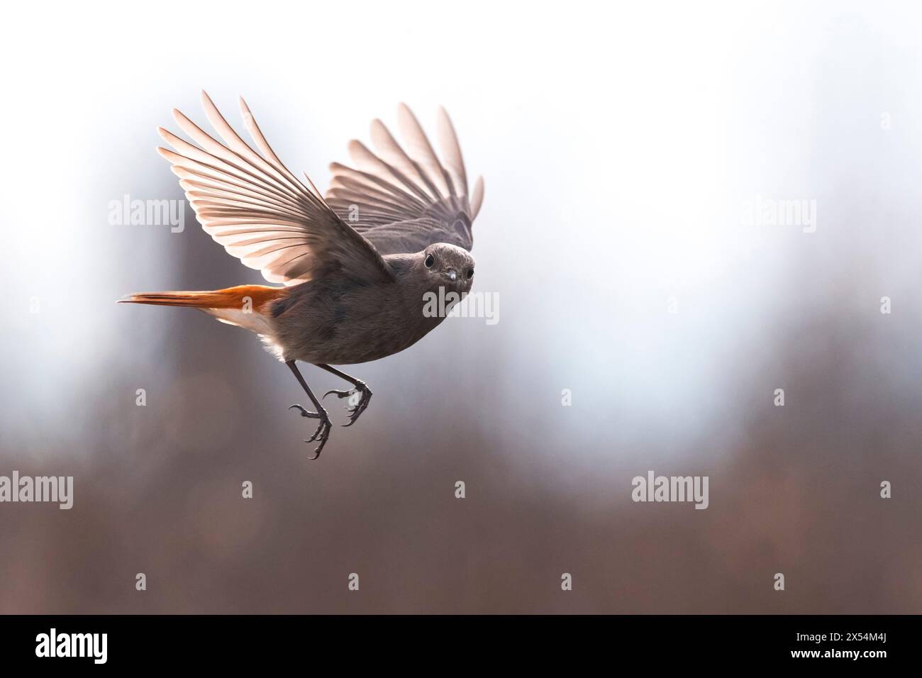 black redstart (Phoenicurus ochruros), female in flight, Italy, Tuscany ...