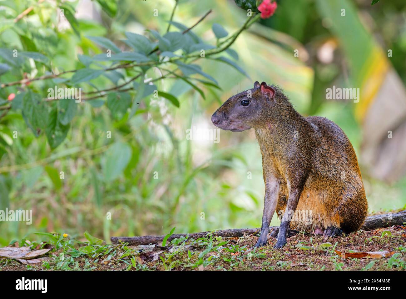 Central American agouti (Dasyprocta punctata), sitting along the edge ...