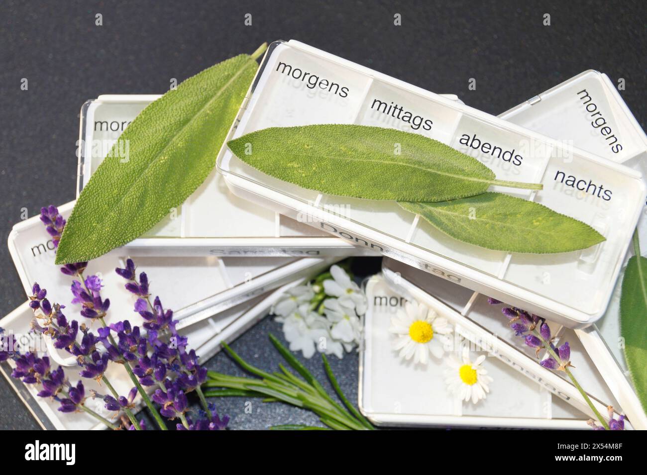 English lavender (Lavandula angustifolia, Lavandula officinalis ...