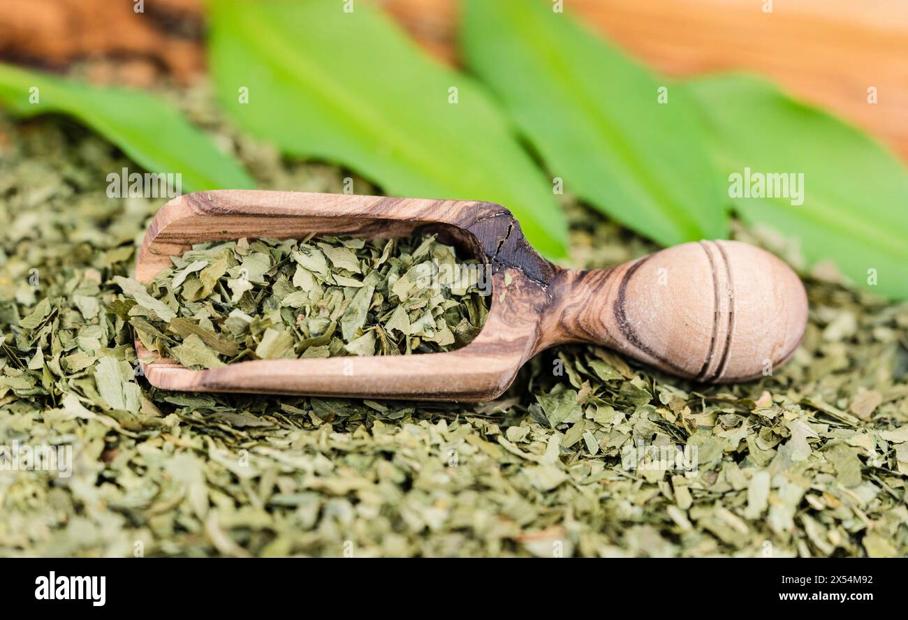 ramson, buckrams, wild garlic, broad-leaved garlic, wood garlic, bear ...