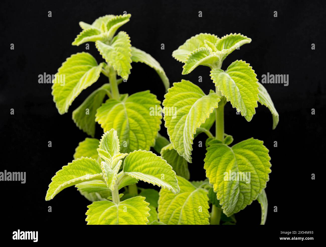 Australian Lemon Leaf, Green Velvet (Plectranthus spec.), leaves Stock ...