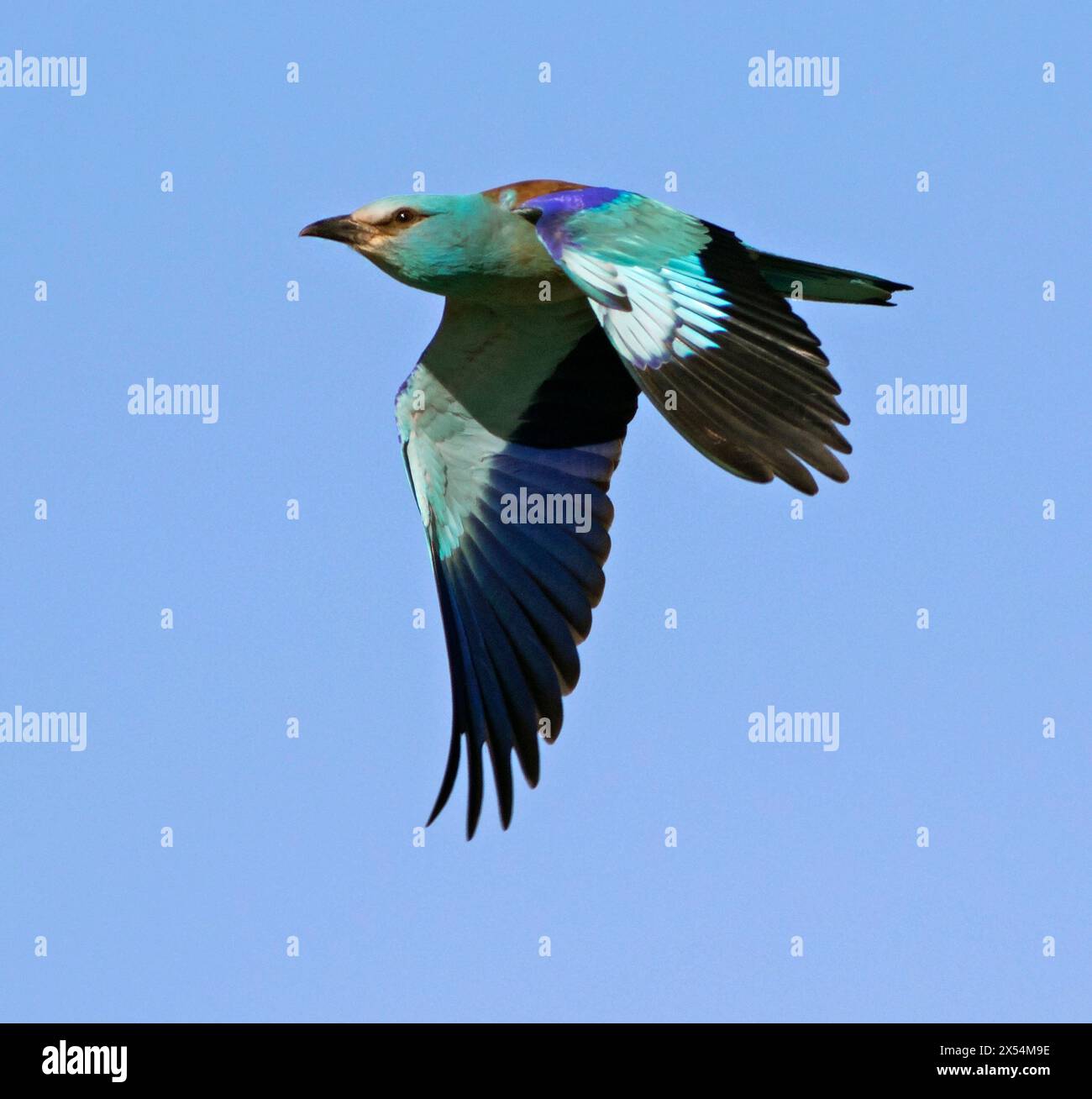 European roller (Coracias garrulus), adult in flight, Spain Stock Photo ...