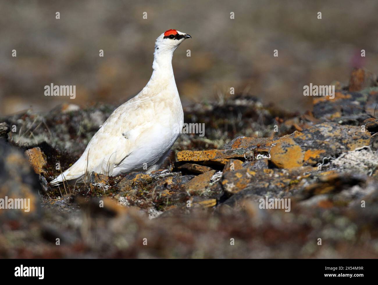 Alaska snow chickens hi-res stock photography and images - Alamy