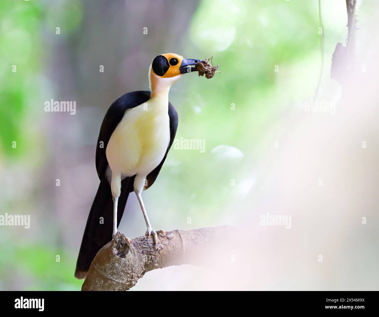 White necked bald crows hi-res stock photography and images - Alamy